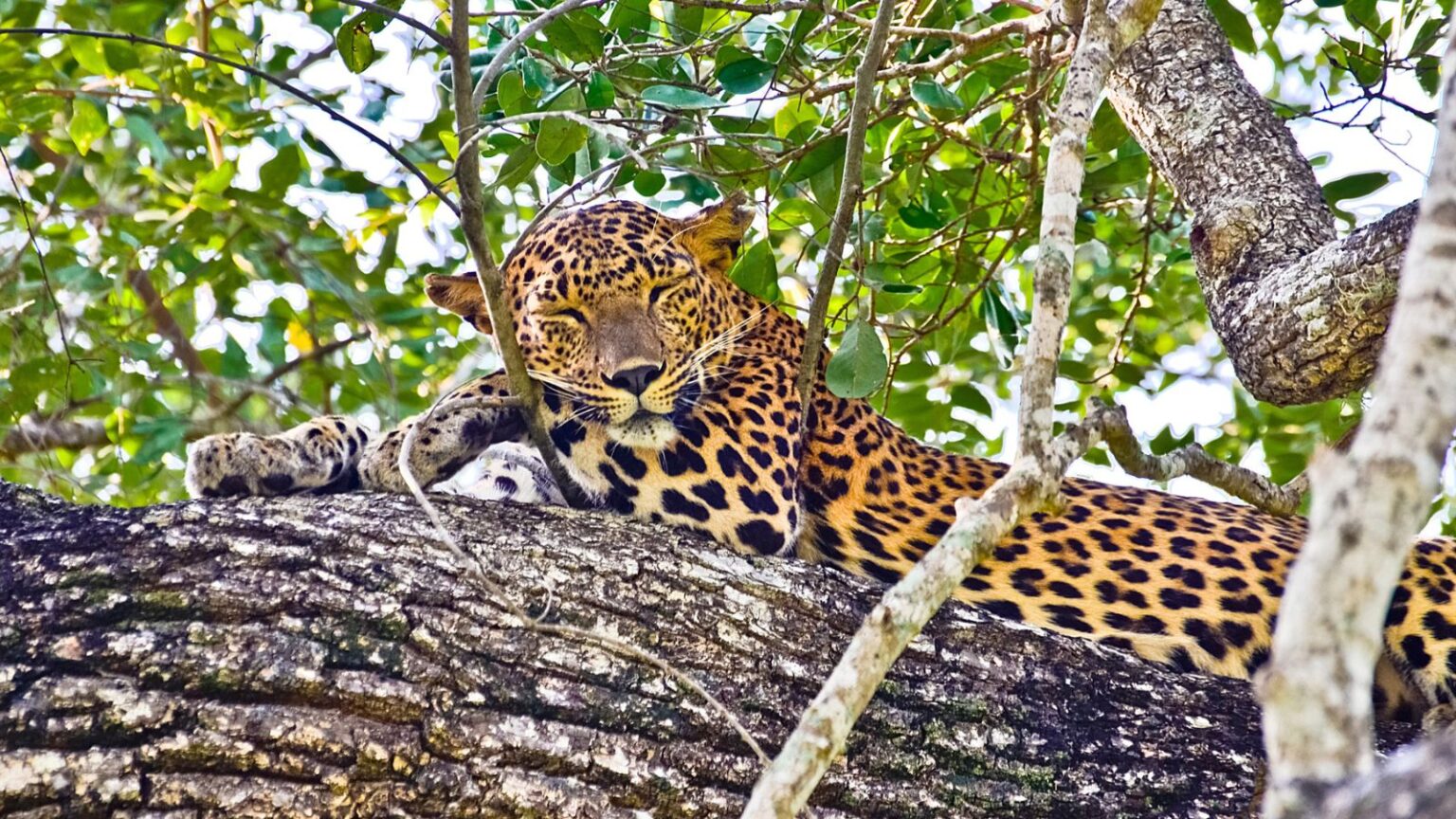 The 14 Most Amazing Wildlife Safaris for Nature Enthusiasts - The ...
