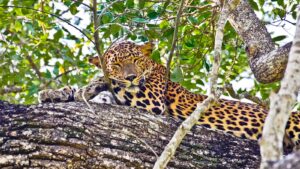 The 14 Most Amazing Wildlife Safaris for Nature Enthusiasts - The ...
