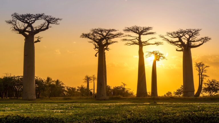 The 14 Most Amazing Wildlife Safaris for Nature Enthusiasts - The ...