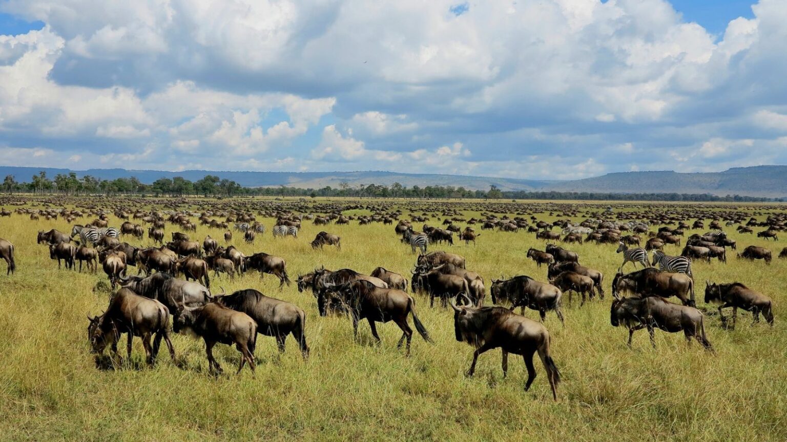 The 14 Most Amazing Wildlife Safaris for Nature Enthusiasts - The ...
