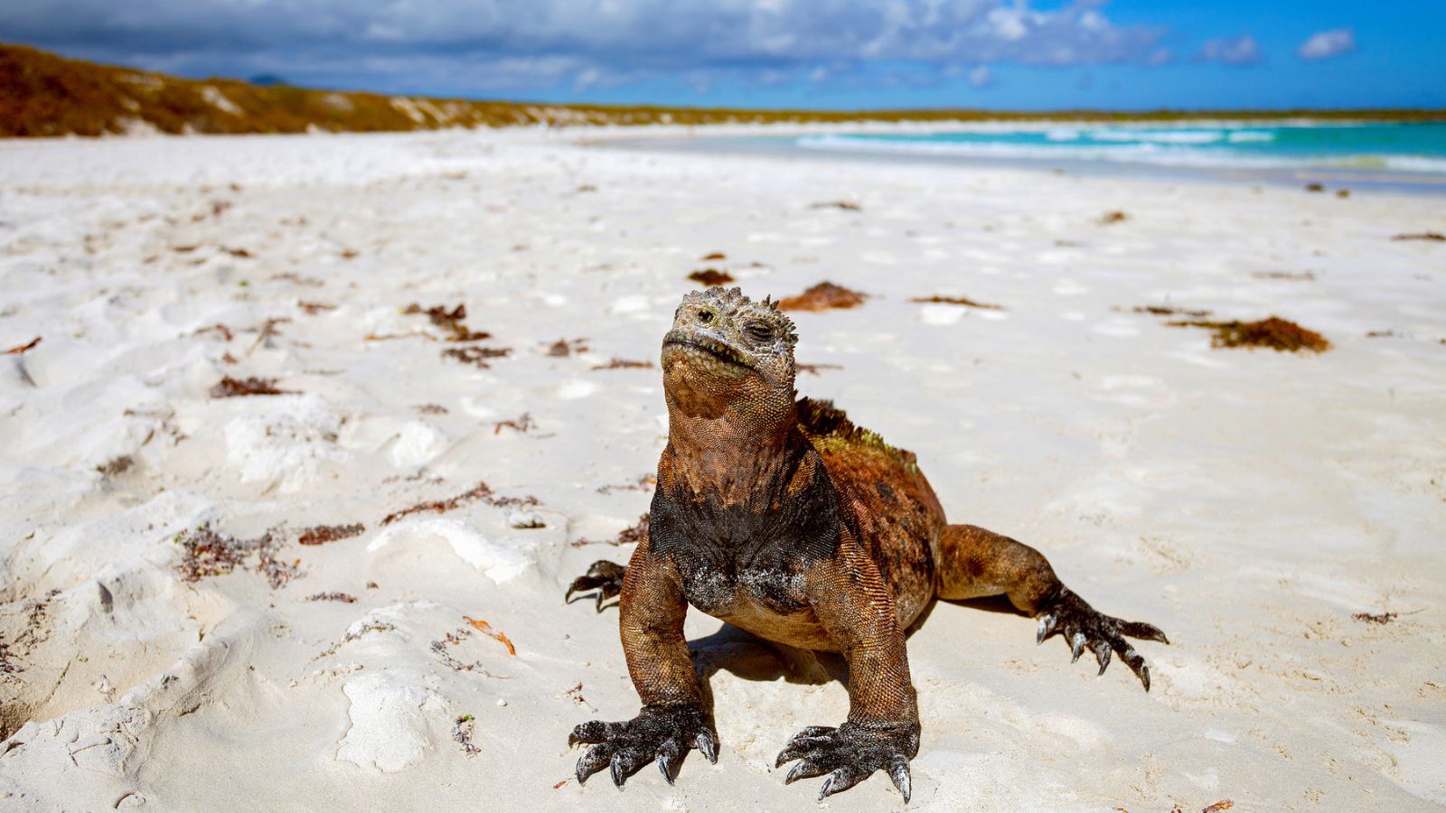 The 14 Most Amazing Wildlife Safaris for Nature Enthusiasts - The ...