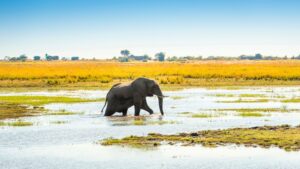 The 14 Most Amazing Wildlife Safaris for Nature Enthusiasts - The ...