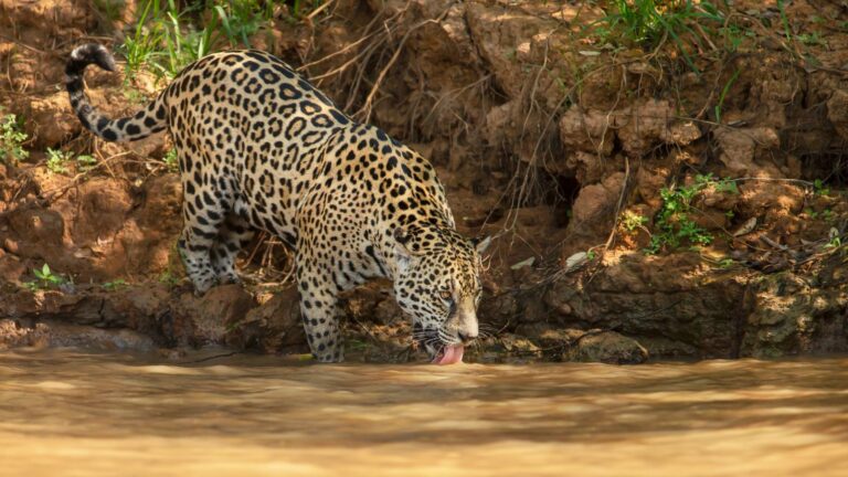 The 14 Most Amazing Wildlife Safaris for Nature Enthusiasts - The ...