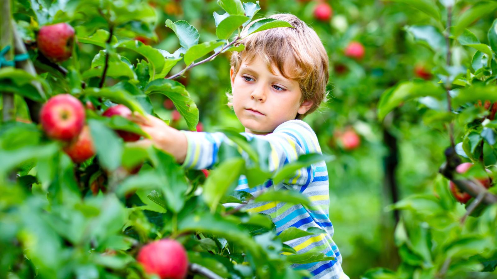 18 Towns Across the U.S. Where Apple Picking Is the Highlight of Fall ...