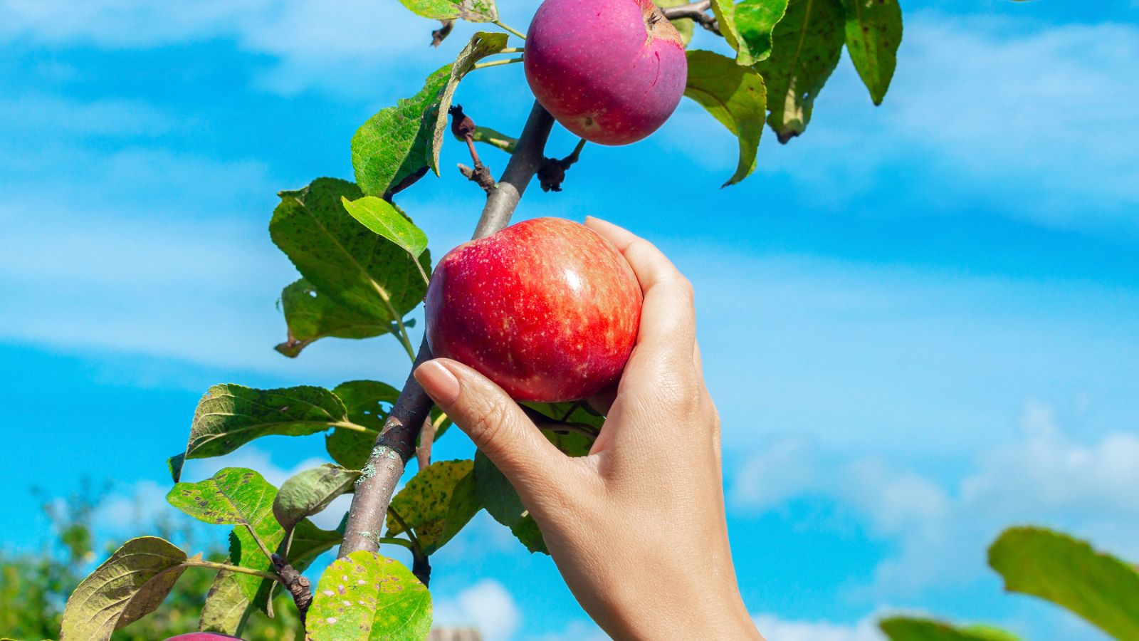 18 Towns Across the U.S. Where Apple Picking Is the Highlight of Fall ...