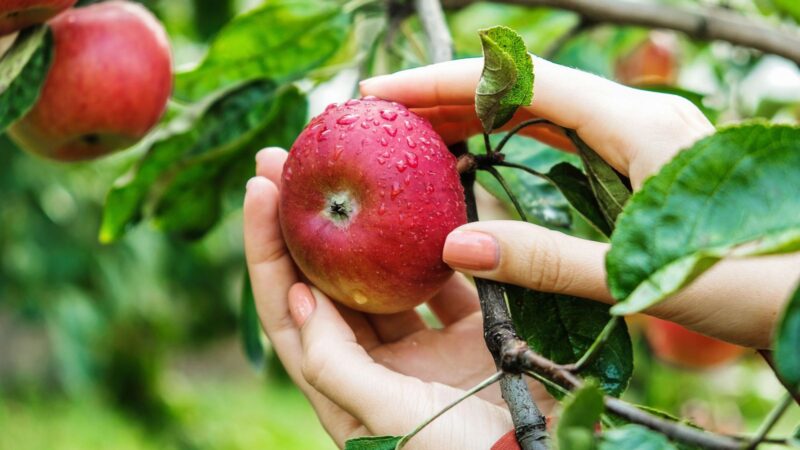 18 Towns Across the U.S. Where Apple Picking Is the Highlight of Fall ...