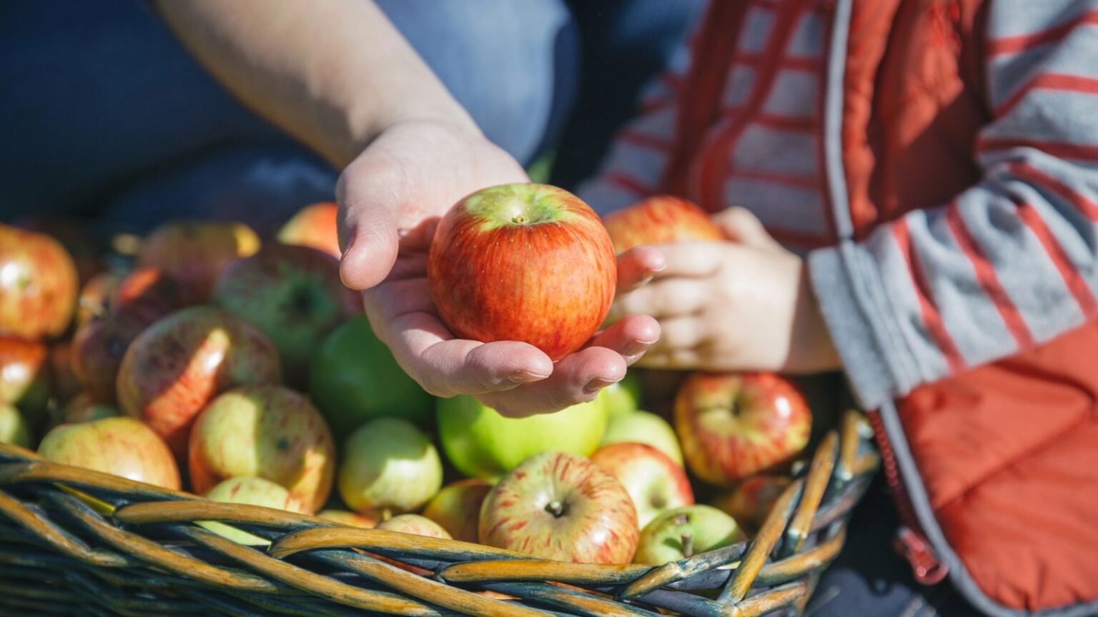 18 Towns Across the U.S. Where Apple Picking Is the Highlight of Fall ...