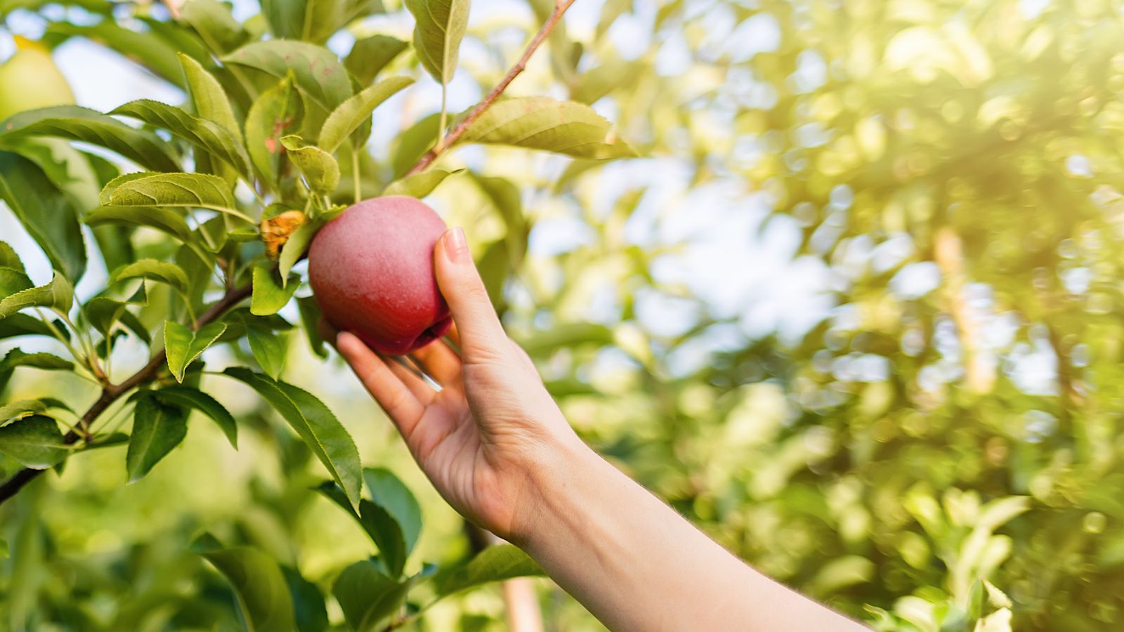 18 Towns Across the U.S. Where Apple Picking Is the Highlight of Fall ...