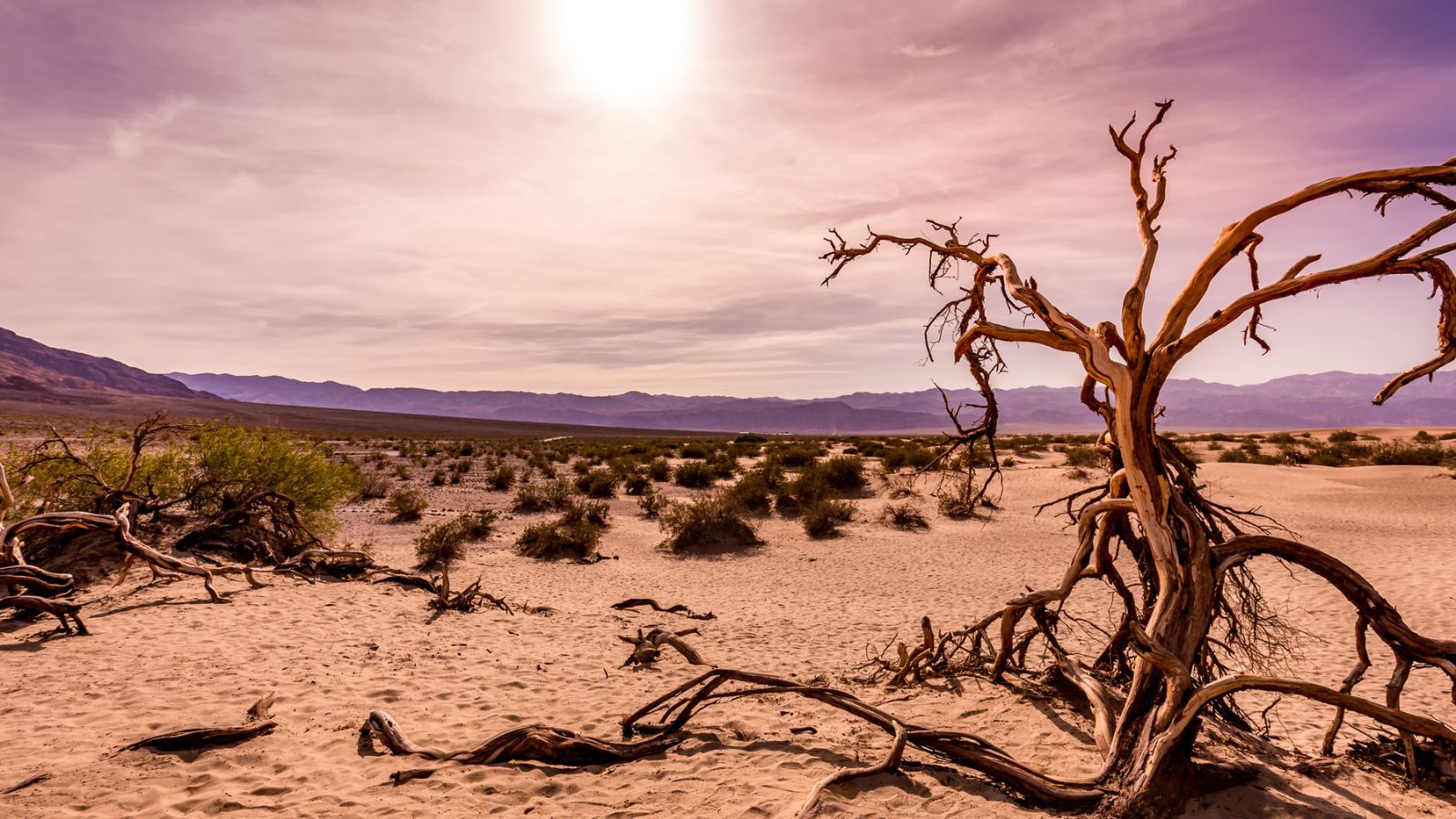 20 Scenic Desert Landscapes in the U.S. That Will Leave You Speechless ...