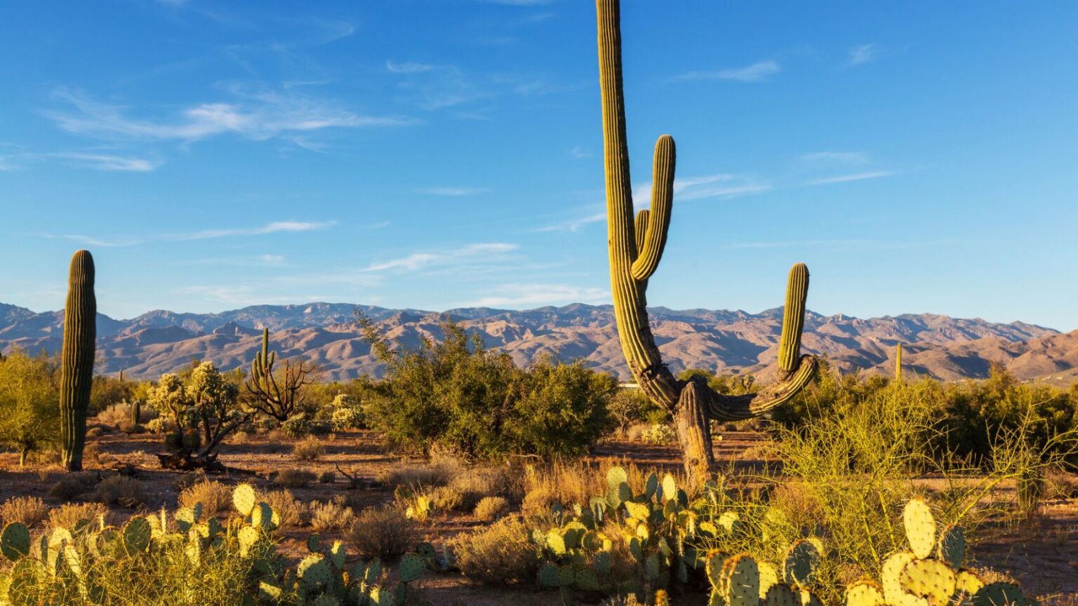 20 Scenic Desert Landscapes in the U.S. That Will Leave You Speechless ...