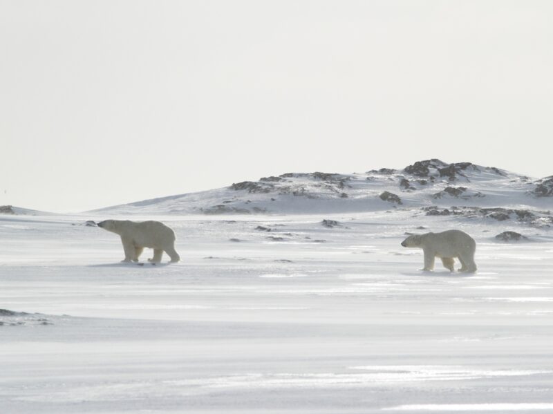 20 Amazing U.S. Wildlife Reserves That Will Satisfy Your Safari ...