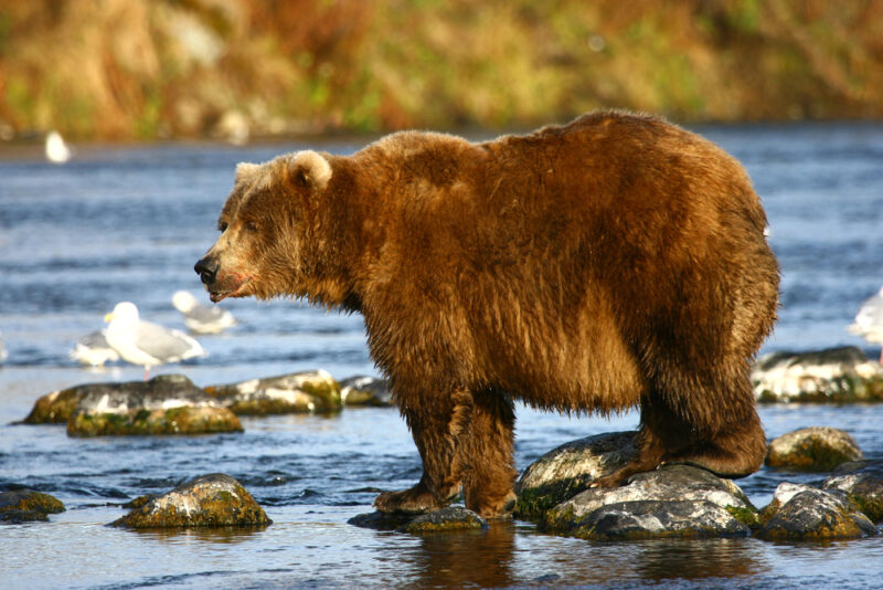 20 Amazing U.S. Wildlife Reserves That Will Satisfy Your Safari ...