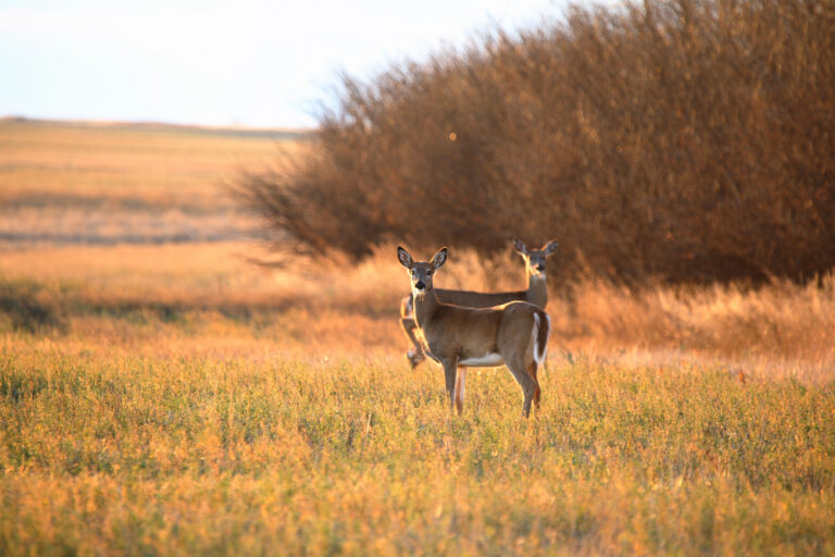 20 Amazing U.S. Wildlife Reserves That Will Satisfy Your Safari ...