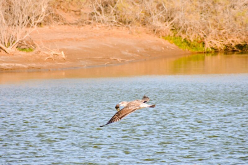 20 Amazing U.S. Wildlife Reserves That Will Satisfy Your Safari ...