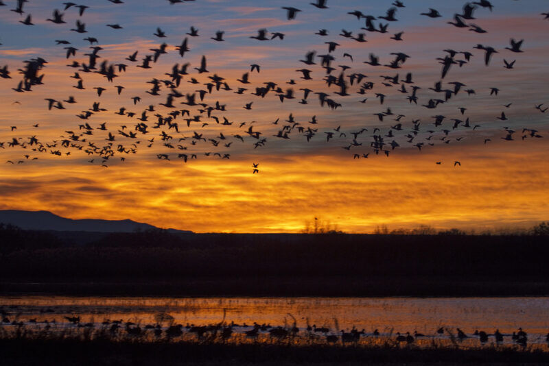 20 Amazing U.S. Wildlife Reserves That Will Satisfy Your Safari ...