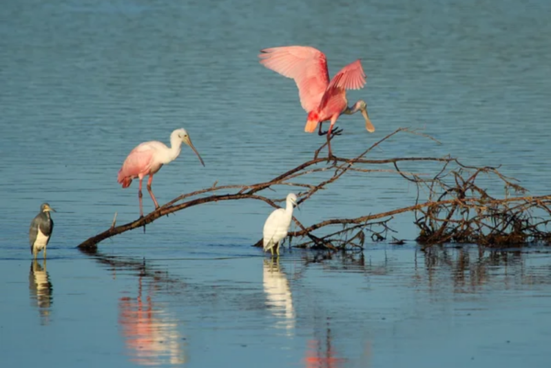 20 Amazing U.S. Wildlife Reserves That Will Satisfy Your Safari ...