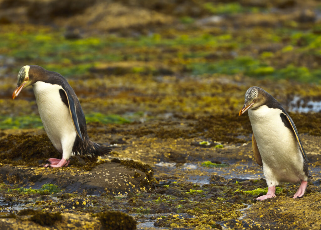 Watch Penguins in Their Natural Habitat at These 14 Coastal Towns in ...
