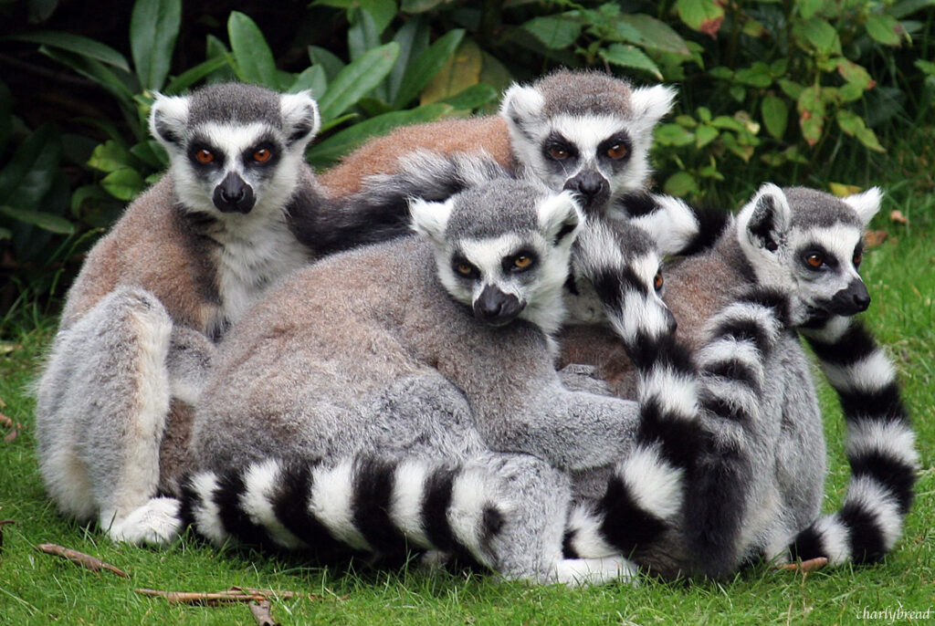 20 of the Most Majestic and Mind-Blowing Creatures on the Planet and ...