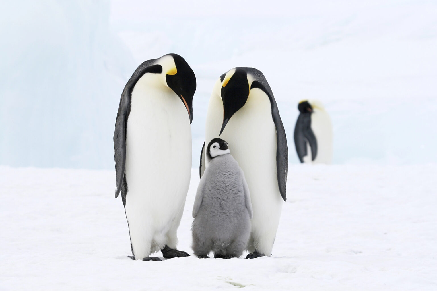 20 of the Most Majestic and Mind-Blowing Creatures on the Planet and ...