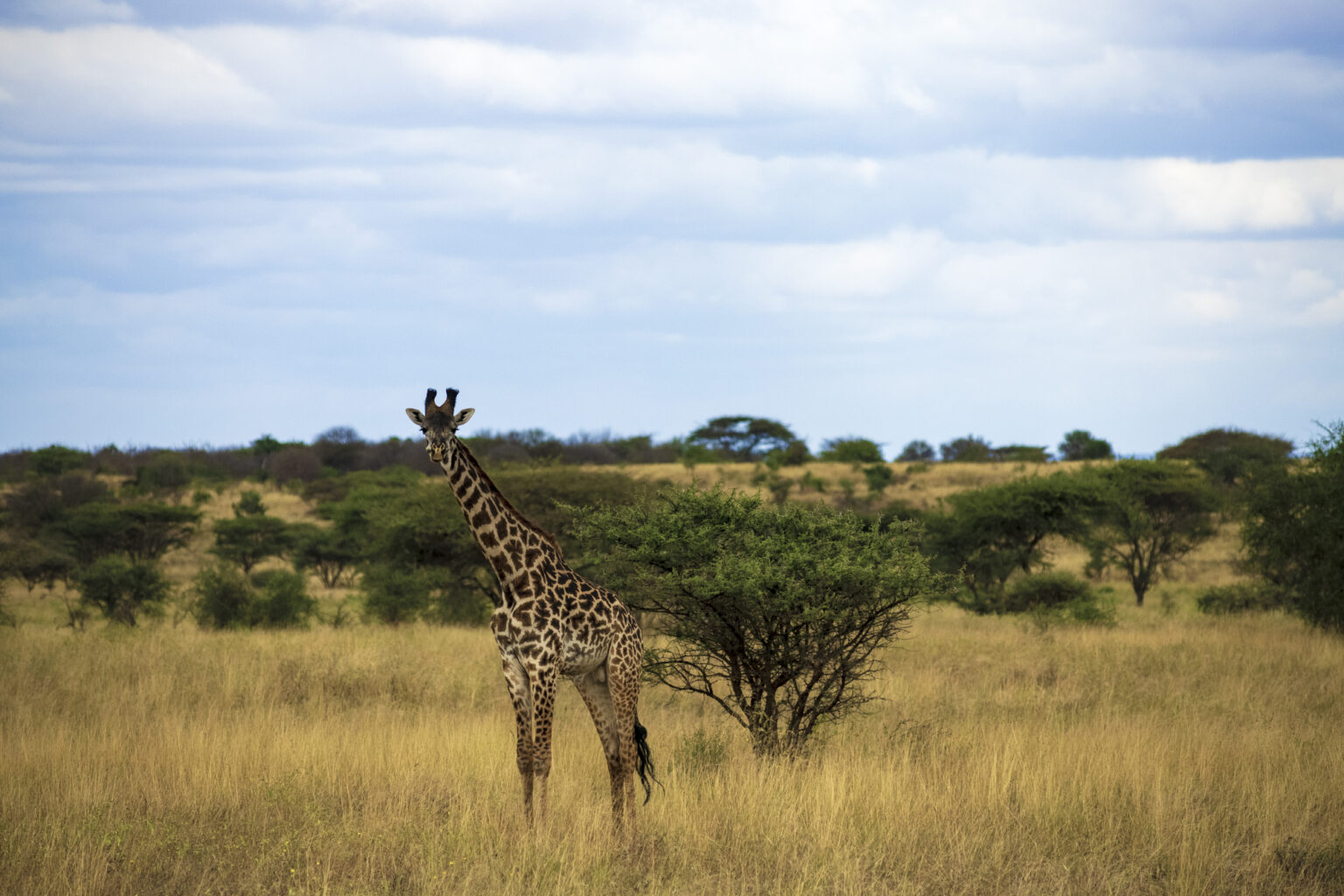 18 Unique Wildlife Safari Adventures Around the World - The Modern Day ...