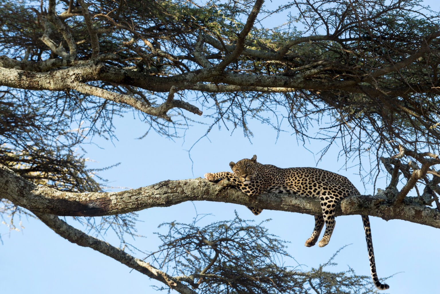 Safari in the Serengeti: 18 Must-See Animals and Experiences - The ...