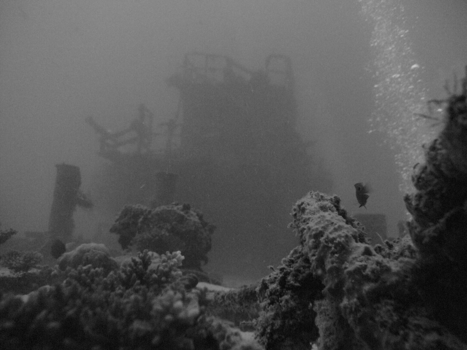 Diving in the Maldives: Exploring Coral Atolls and Marine Life - The ...