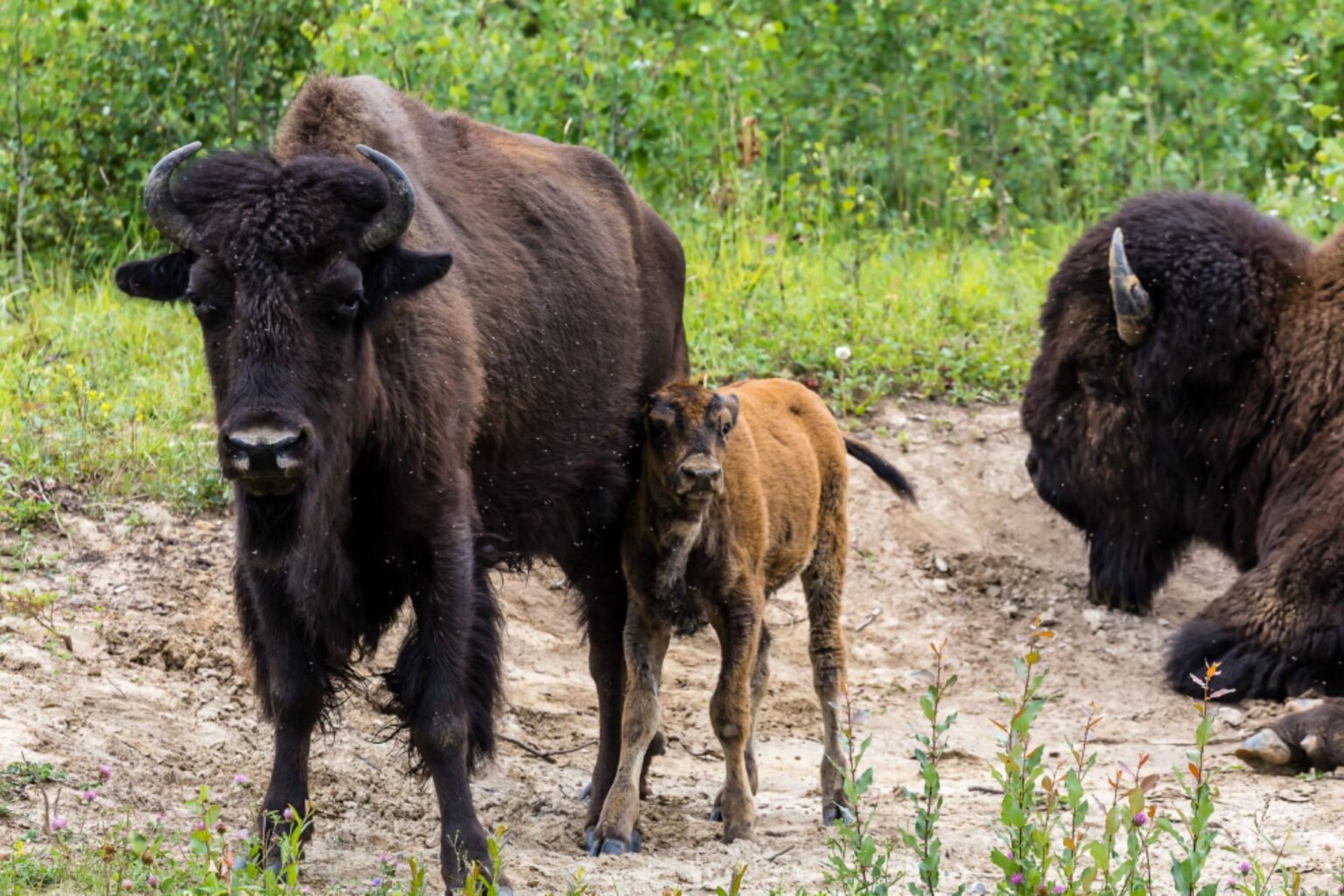 13 Remote National Parks in Canada for Pristine Wilderness - The Modern ...