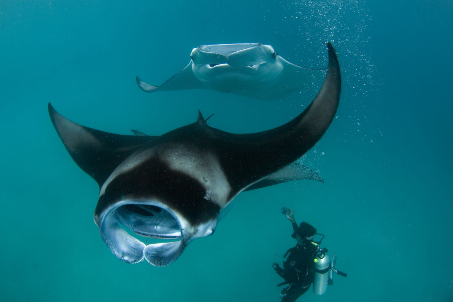Diving in the Maldives: Exploring Coral Atolls and Marine Life - The ...