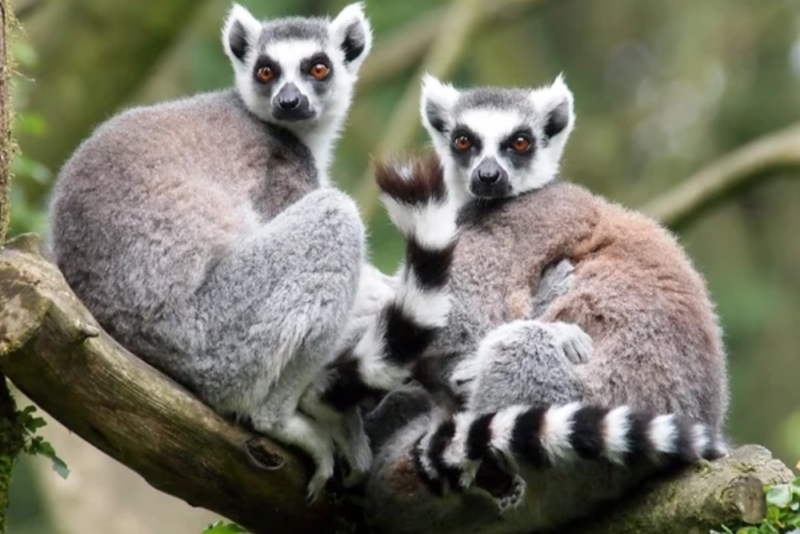 20 of the Most Majestic and Mind-Blowing Creatures on the Planet and ...