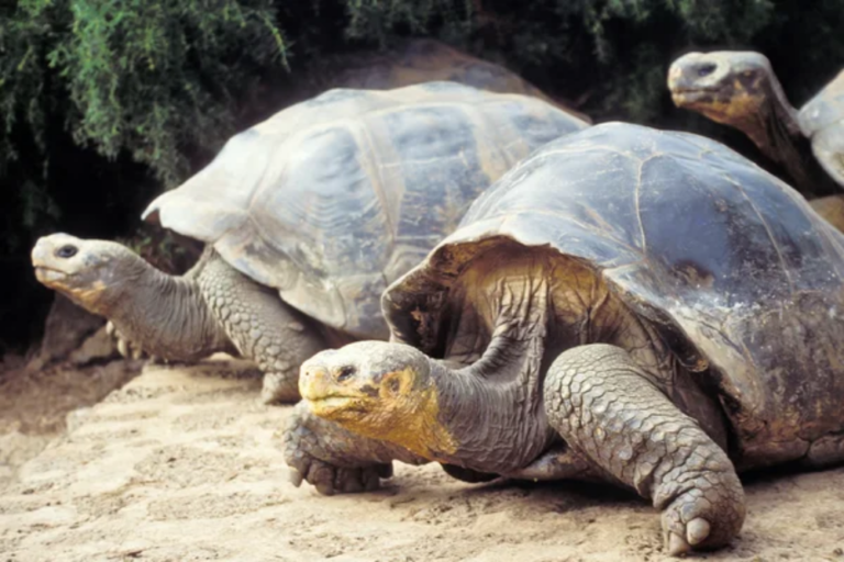 20 of the Most Majestic and Mind-Blowing Creatures on the Planet and ...